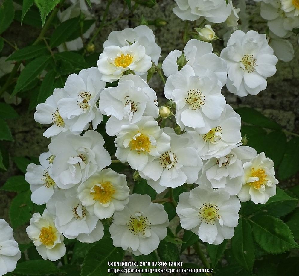 Rose (Rosa 'Seagull') in the Roses Database - Garden.org