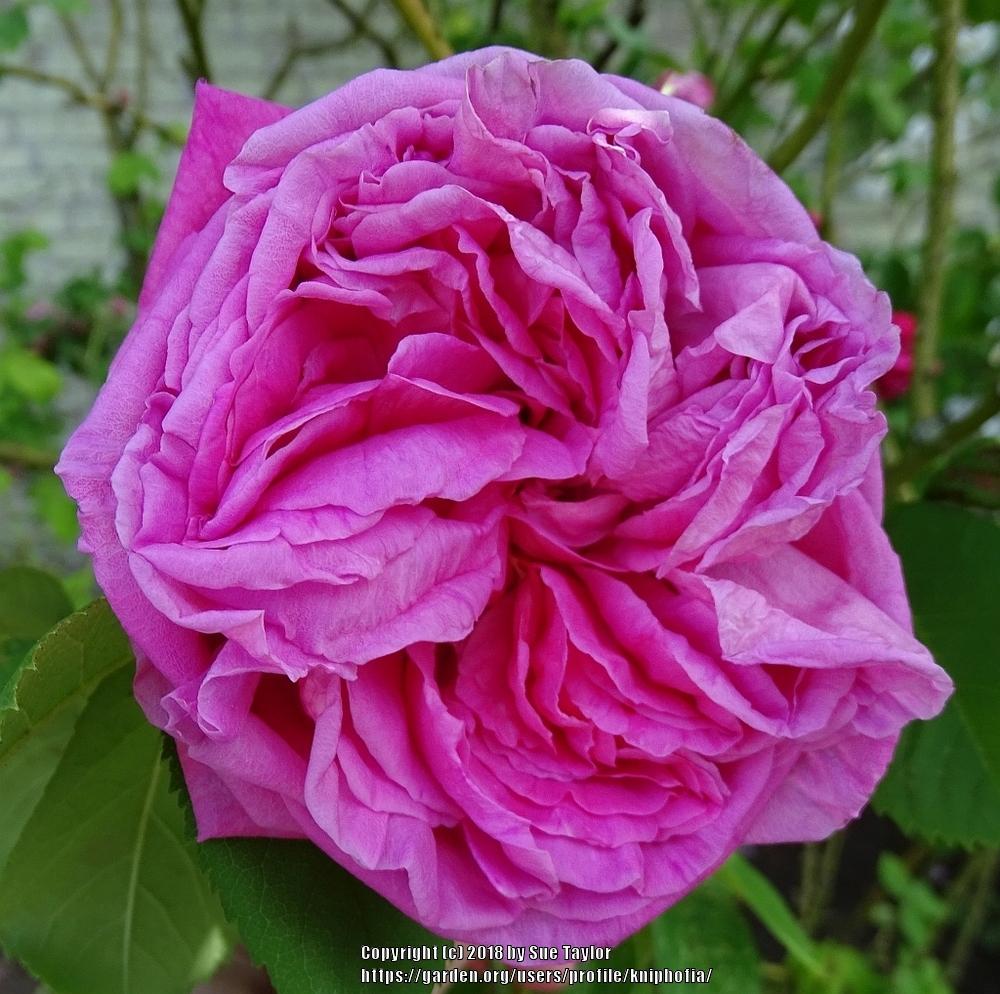 Photo of the bloom of Rose (Rosa 'Paul Ricault') posted by kniphofia ...