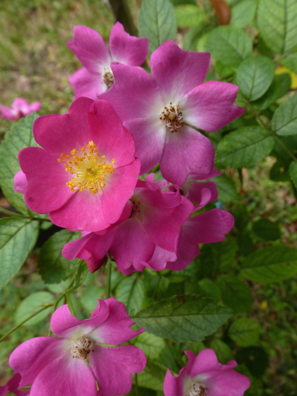Rose (Rosa 'Pookah') in the Roses Database - Garden.org