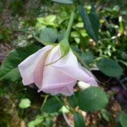 Rose (Rosa 'Devoniensis') in the Roses Database - Garden.org