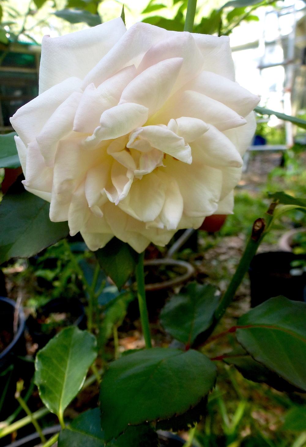 Rose (Rosa 'Devoniensis') in the Roses Database - Garden.org