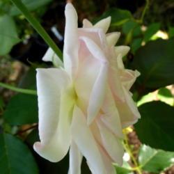 Rose (Rosa 'Devoniensis') in the Roses Database - Garden.org