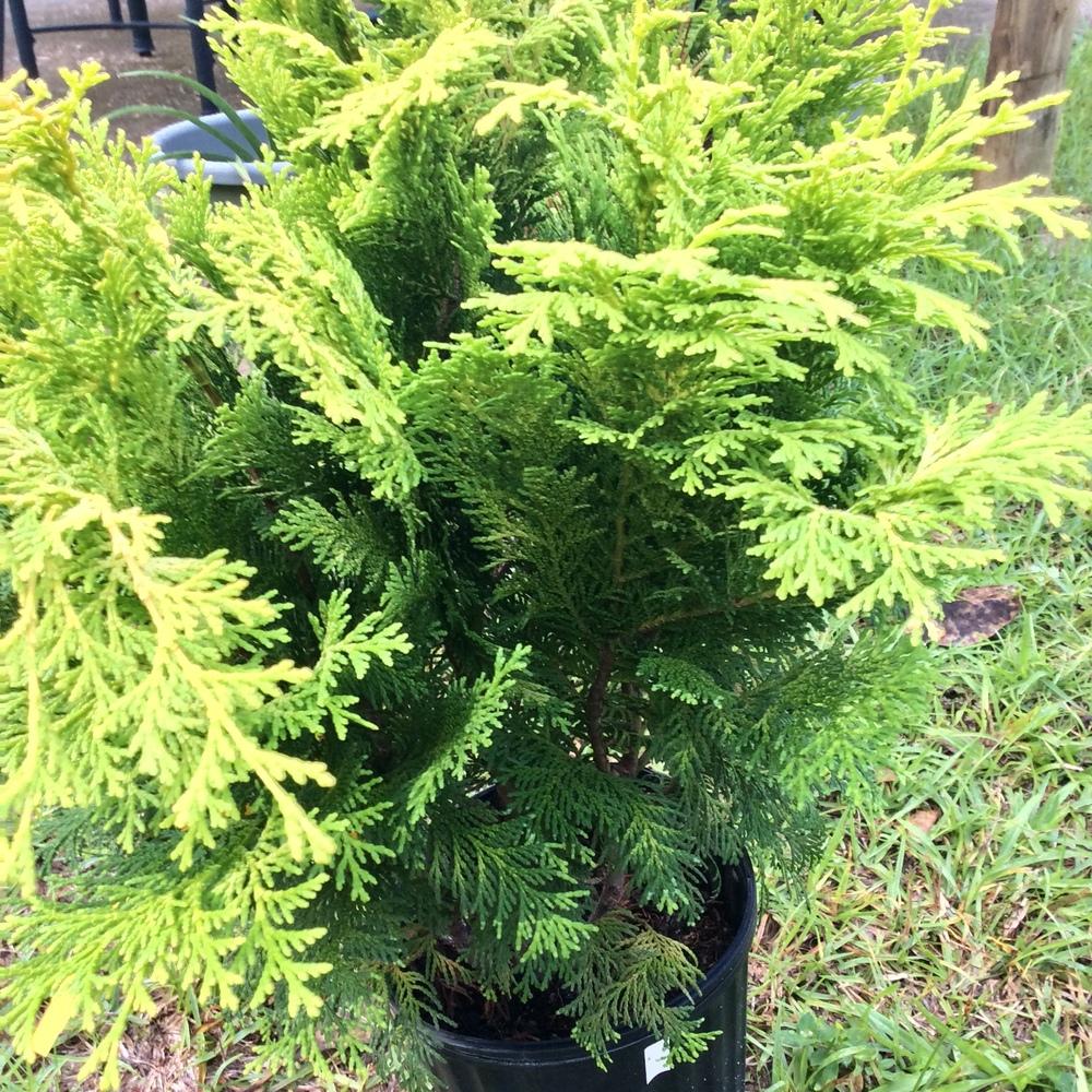 Golden Hinoki Cypress (Chamaecyparis obtusa 'Crippsii') - Garden.org
