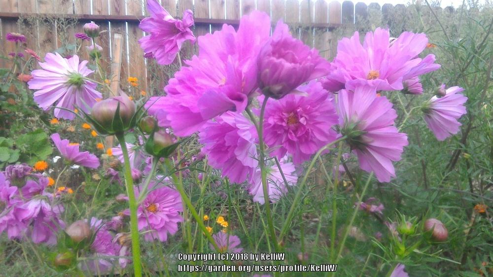 Cosmos (Cosmos bipinnatus 'Double Click Rose Bonbon') in the Cosmos ...