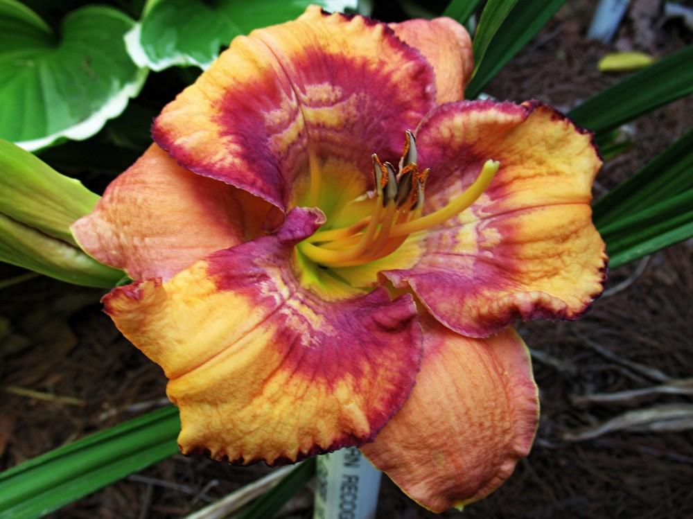 Daylily (Hemerocallis 'Pattern Recognition') in the Daylilies Database ...