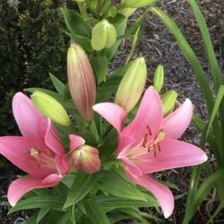 Lily (Lilium 'Indian Summerset') in the Lilies Database - Garden.org