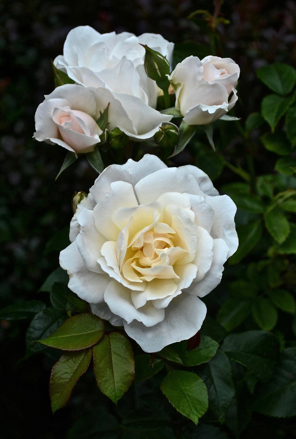 Photo of the bloom of Rose (Rosa 'Champagne Wishes') posted by Mossy44 ...