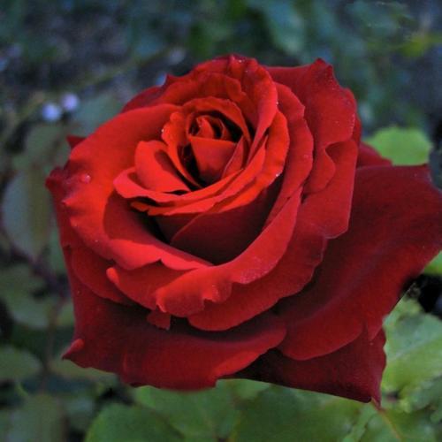 Rose (Rosa 'Matilda') in the Roses Database - Garden.org