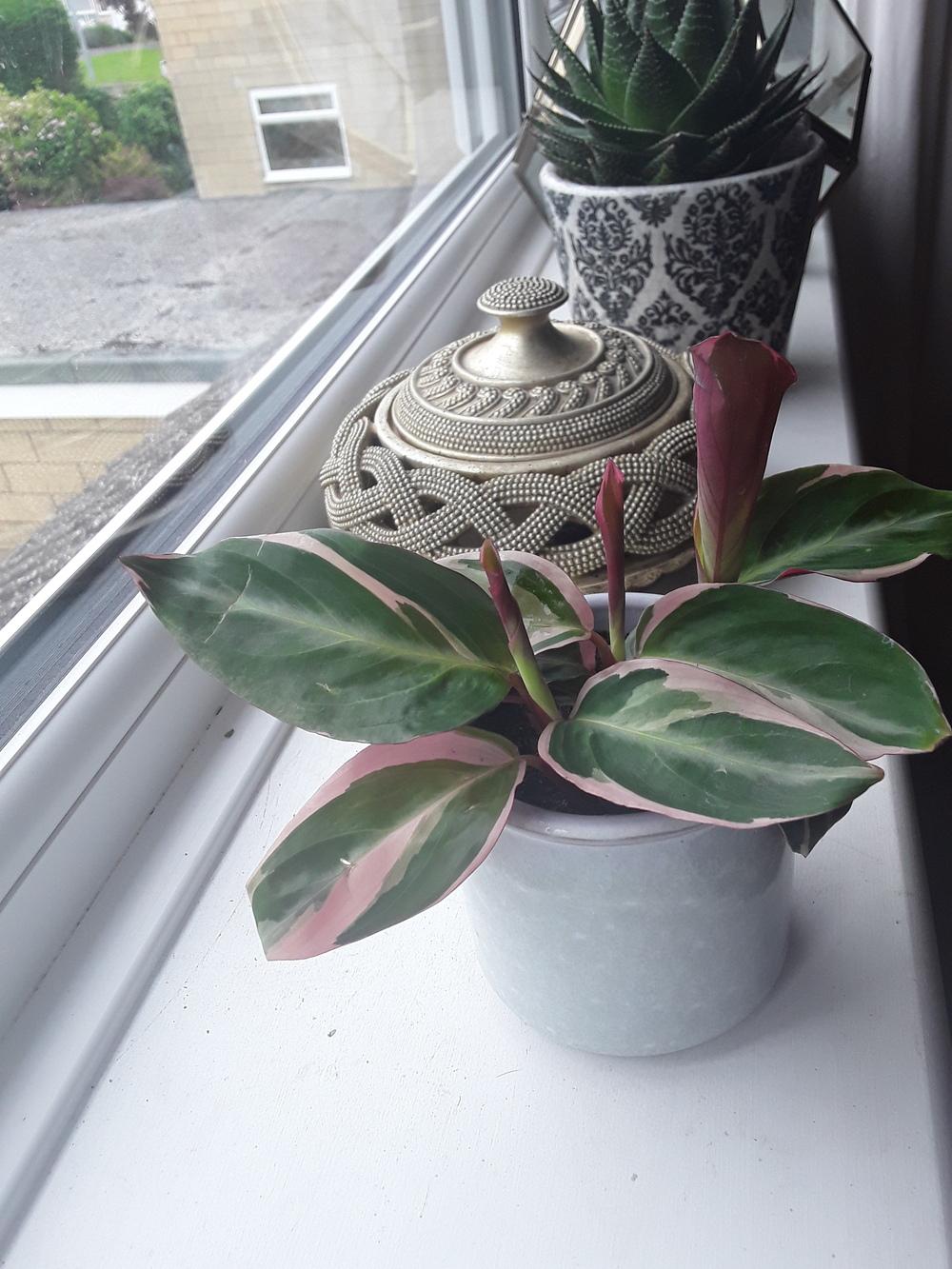 Calathea ID please? in the Plant ID forum - Garden.org