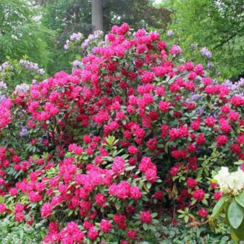 Rhododendron 'Anna Rose Whitney' in the Rhododendrons Database - Garden.org