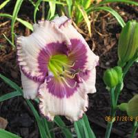 Photo of the bloom of Daylily (Hemerocallis 'Adena Imposter') posted by ...