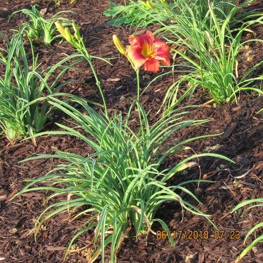 Photo of the entire plant of Daylily (Hemerocallis 'Adena Inferno ...