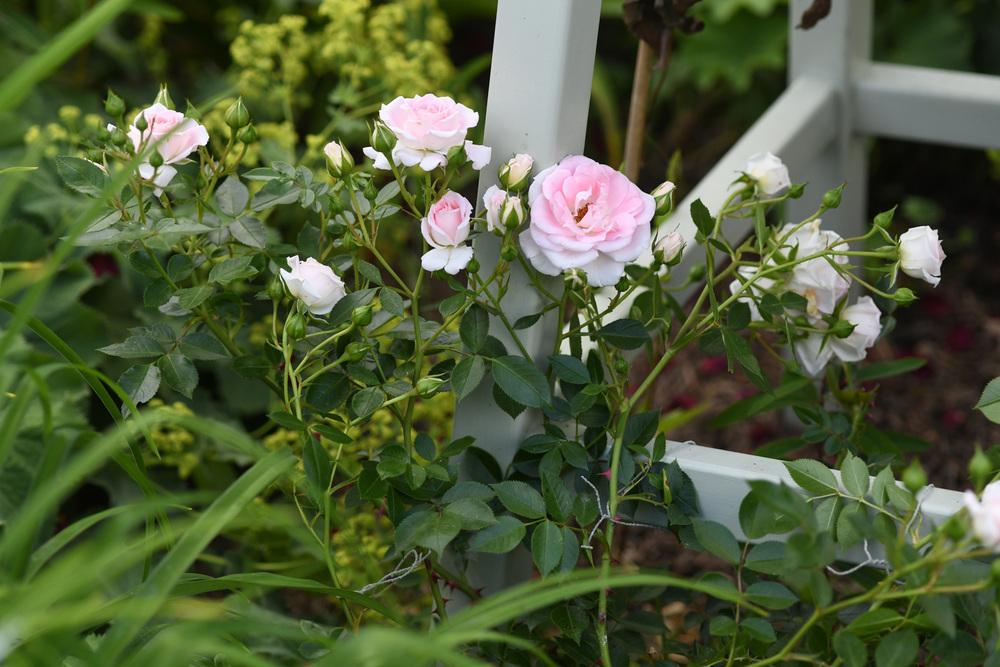 Rose (Rosa 'Fair Eva') in the Roses Database - Garden.org