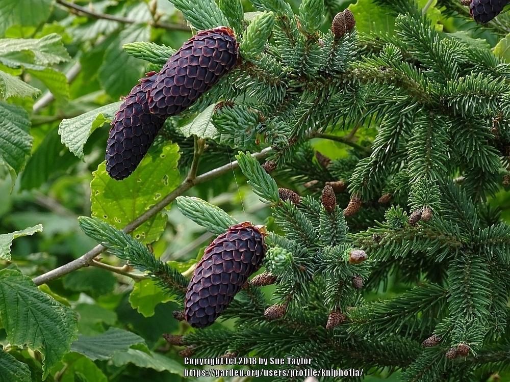 Spruces: Plant Care and Collection of Varieties - Garden.org