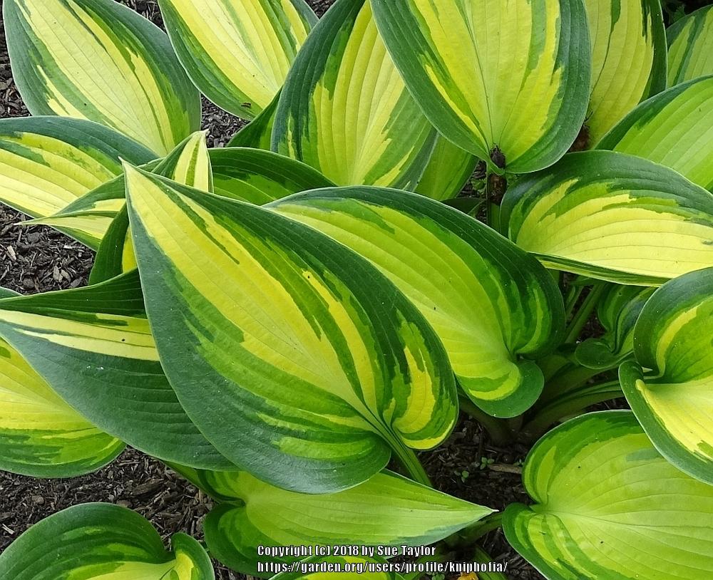 Hosta 'June Spirit' in the Hostas Database - Garden.org