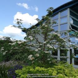 Photo of the fruit of Rowan (Sorbus 'Copper Kettle') posted by ...