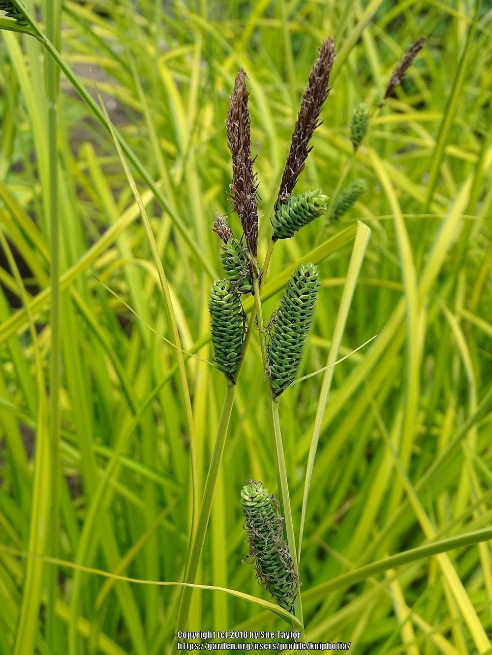 Sedges: Plant Care and Collection of Varieties - Garden.org