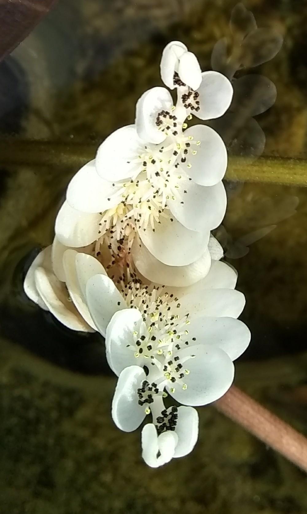 Water Hawthorne (Aponogeton distachyos) - Garden.org