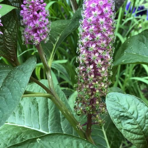 Chinese Pokeweed (Phytolacca polyandra) - Garden.org