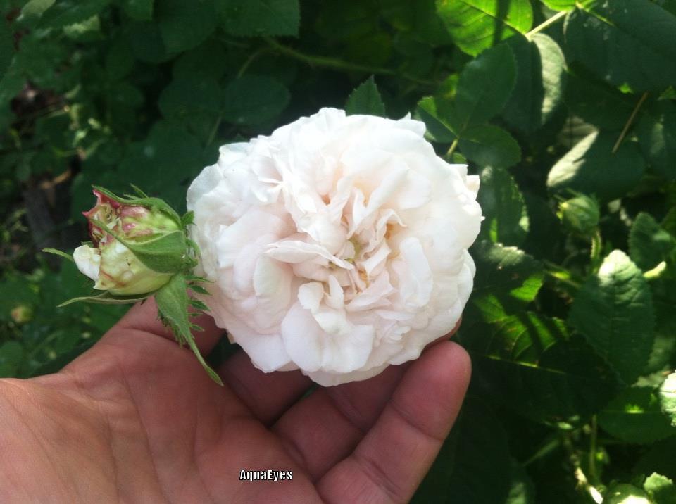 Rose (Rosa 'Botzaris') in the Roses Database - Garden.org