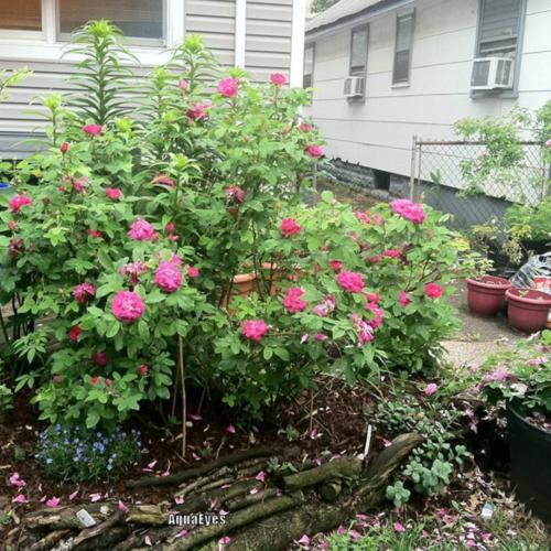 Rose (Rosa 'Rose du Roi') in the Roses Database - Garden.org