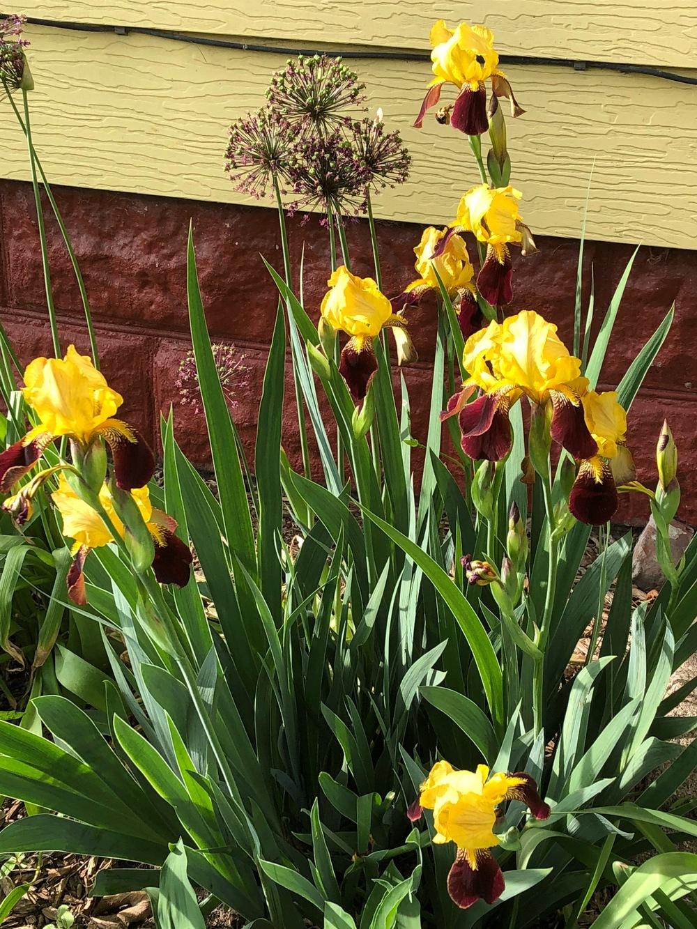 Photo of the entire plant of Tall Bearded Iris (Iris 'Madison Cooper ...