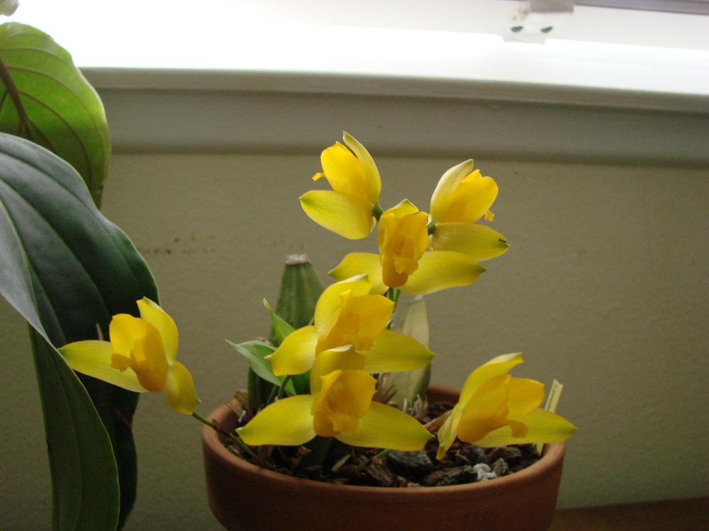 Orchid (Lycaste aromatica) - Garden.org