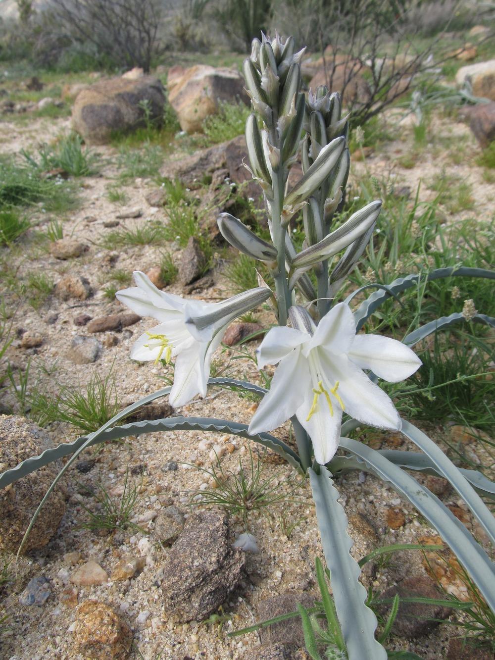 Ajo lily (Hesperocallis undulata) - Garden.org