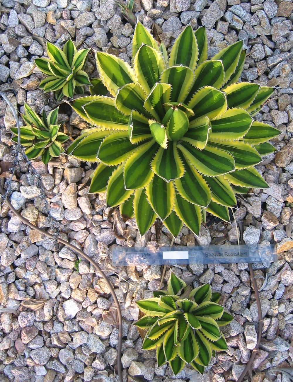 Photo of the entire plant of Center Stripe Agave (Agave lophantha ...