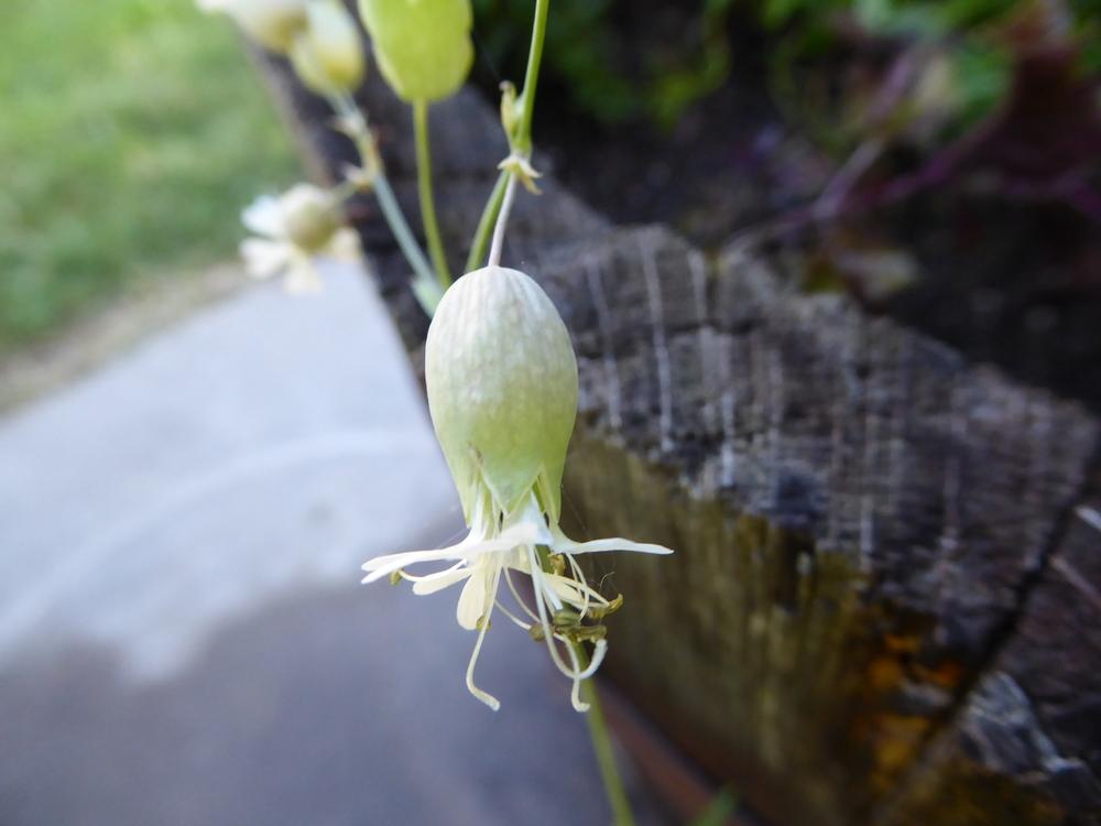 Stridolo (Silene inflata) - Garden.org