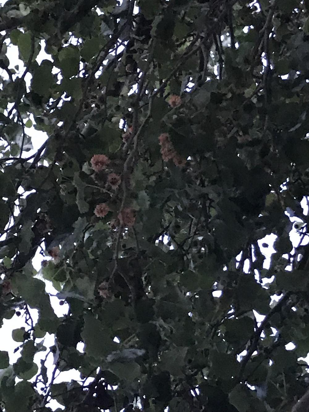 Strange Bradford Pear Fruit in the Trees and Shrubs forum - Garden.org