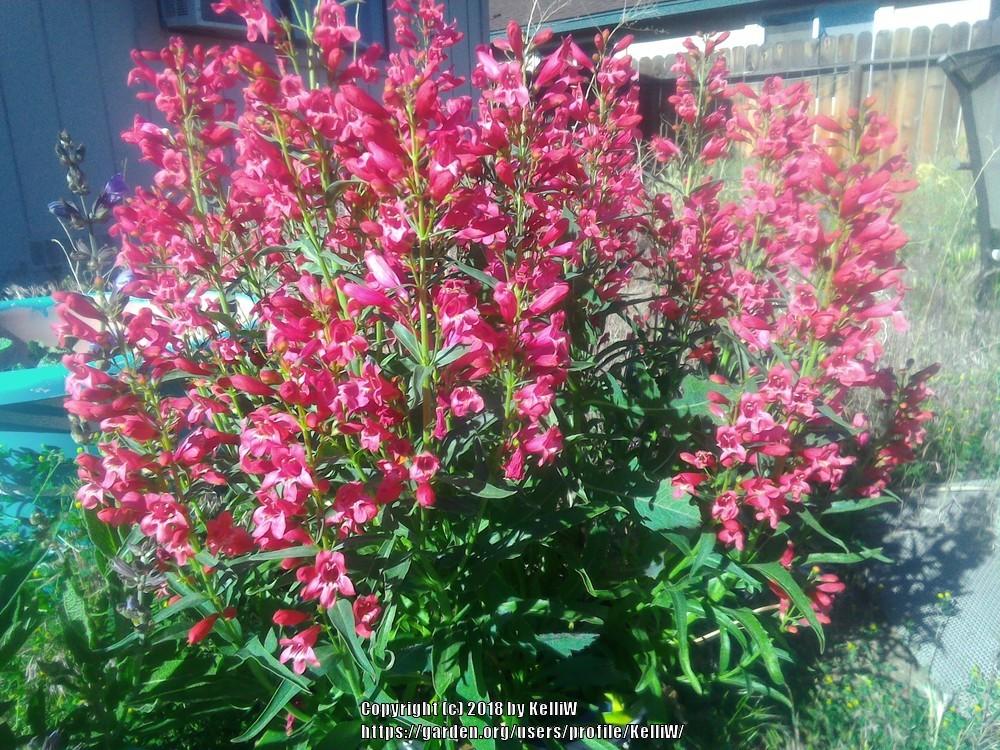 Penstemons: Plant Care and Collection of Varieties - Garden.org
