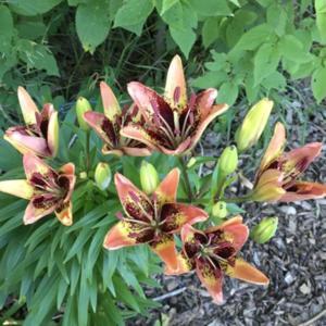 Lily (Lilium 'Tribal Dance') in the Lilies Database - Garden.org