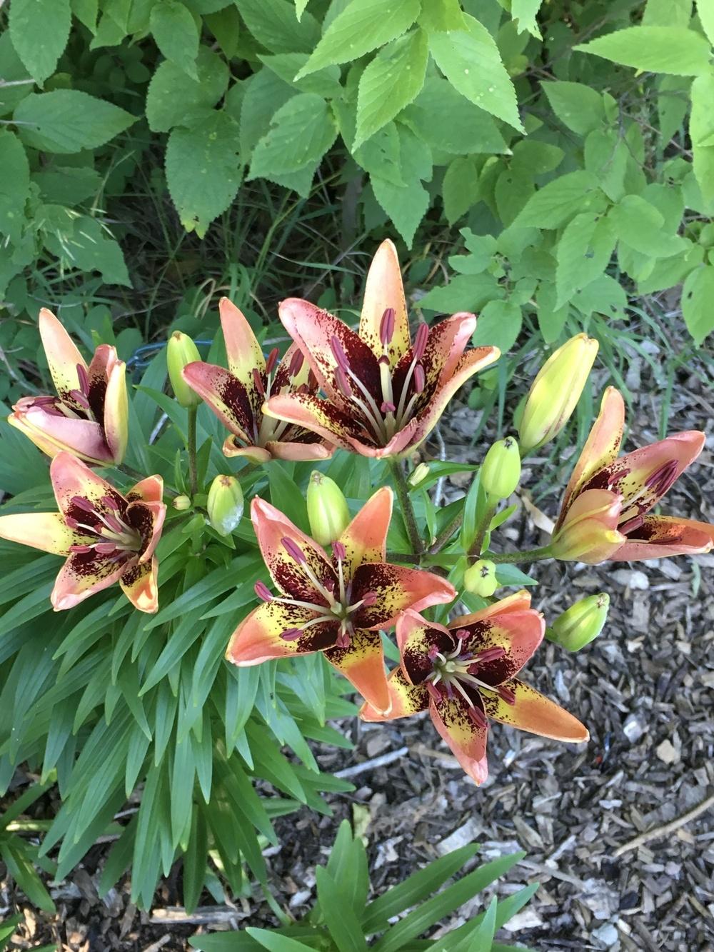 Photo of the entire plant of Lily (Lilium 'Tribal Dance') posted by ...