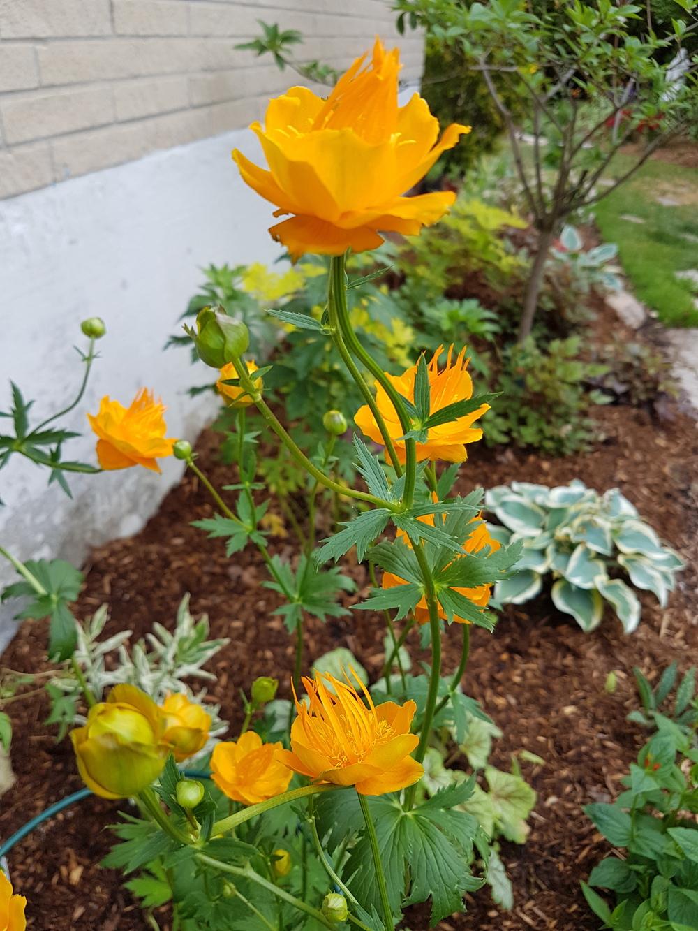 Globe Flower (Trollius europaeus) - Garden.org
