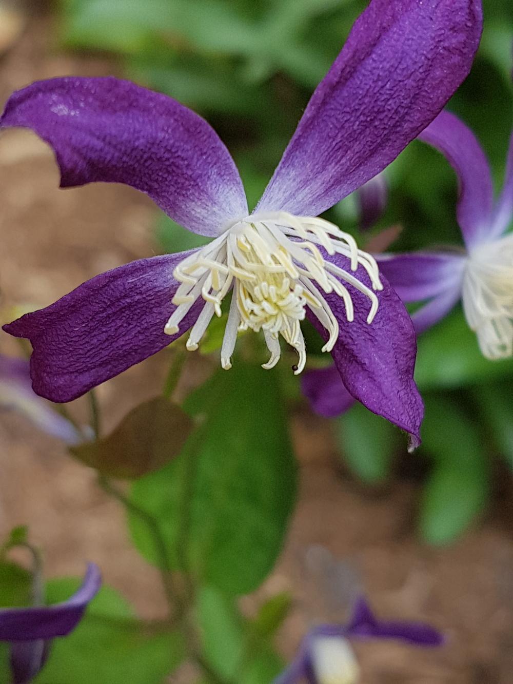 Photo of the bloom of Bush Clematis (Clematis 'Violet Stardust') posted ...