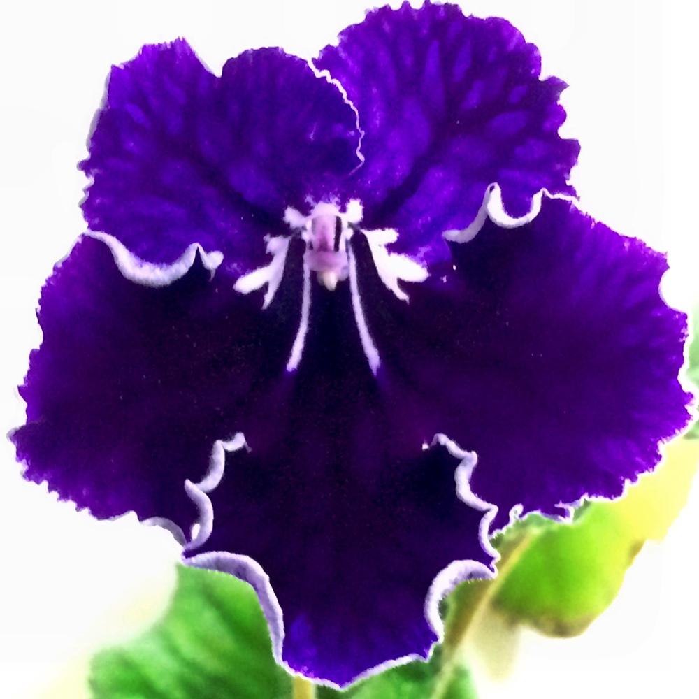 Photo of the bloom of Cape Primrose (Streptocarpus 'Midnight Thunder ...