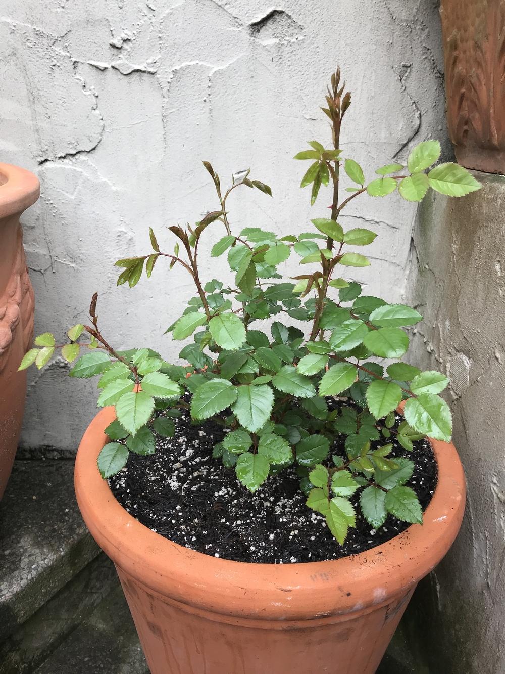 Container gardening - Climbing rose in the Roses forum - Garden.org