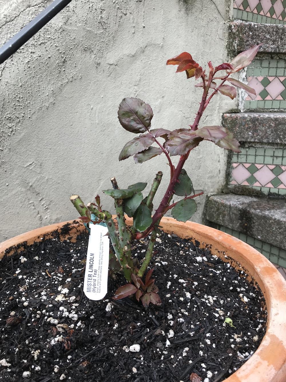 Container gardening - Climbing rose in the Roses forum - Garden.org