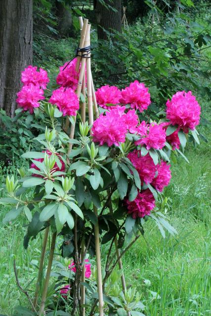Rhododendron 'Edward S. Rand' in the Rhododendrons Database - Garden.org