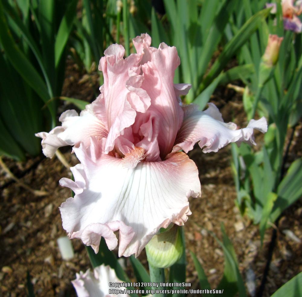 Tall Bearded Iris (Iris 'Note to God') in the Irises Database - Garden.org