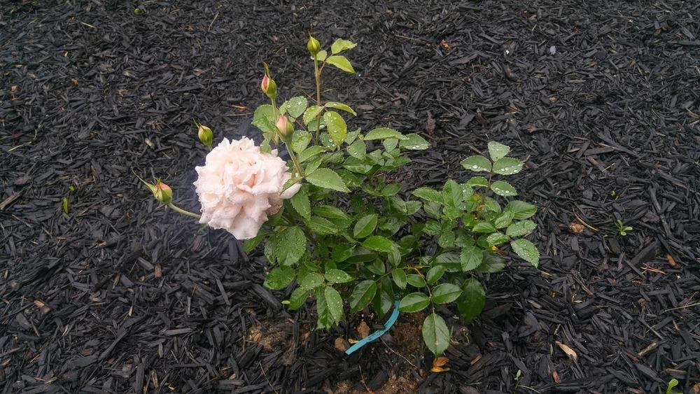 Rose (Rosa 'Belinda's Blush') in the Roses Database - Garden.org