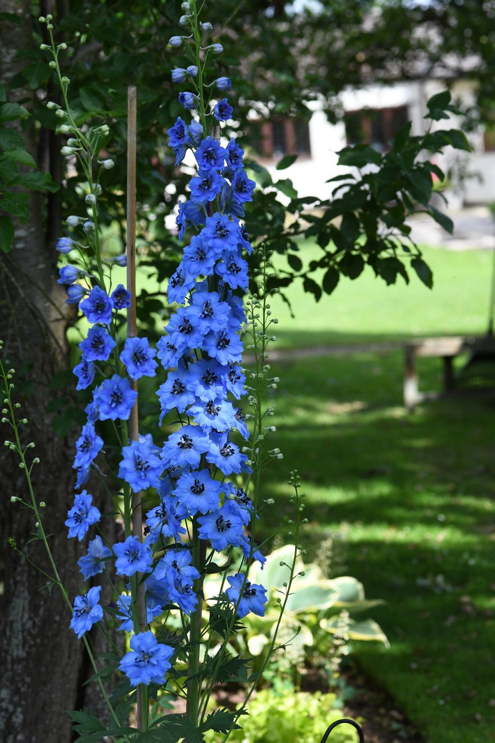 Delphiniums: Plant Care and Collection of Varieties - Garden.org