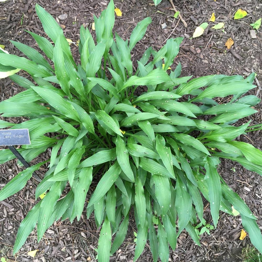 Hosta 'Purple Lady Finger' in the Hostas Database - Garden.org