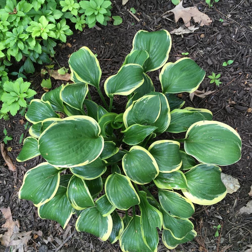 Photo of the entire plant of Hosta 'Queen Josephine' posted by csandt ...