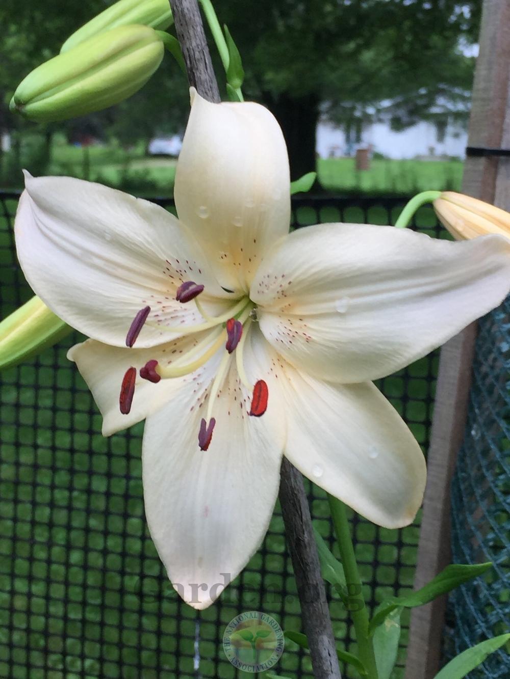 Lily seedlings 2018 in the Lilies forum - Garden.org