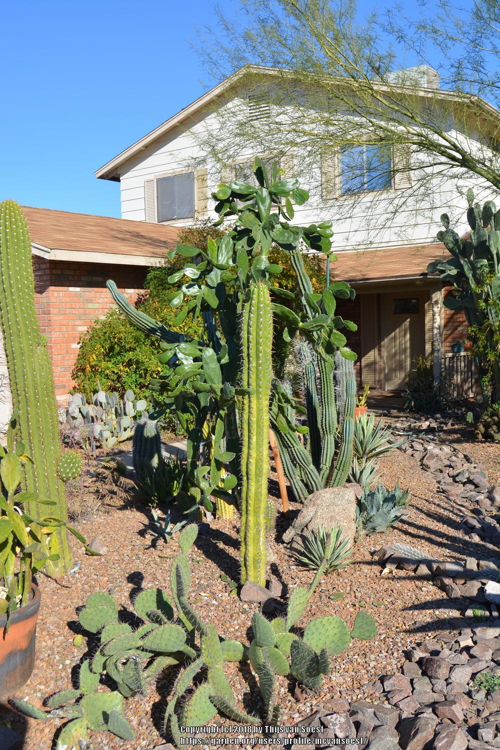 Soehrensia volliana - Garden.org