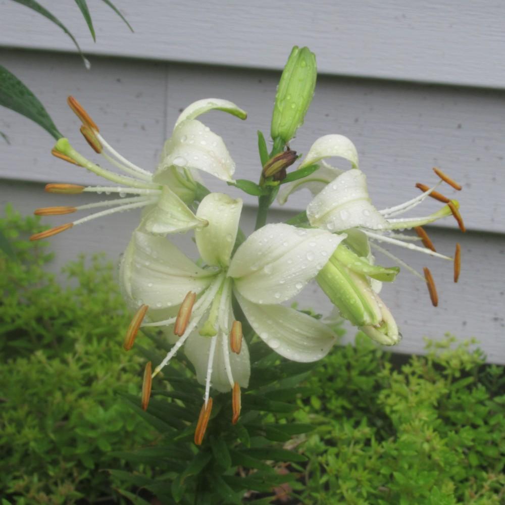 Lily (Lilium 'Pearl White') in the Lilies Database - Garden.org