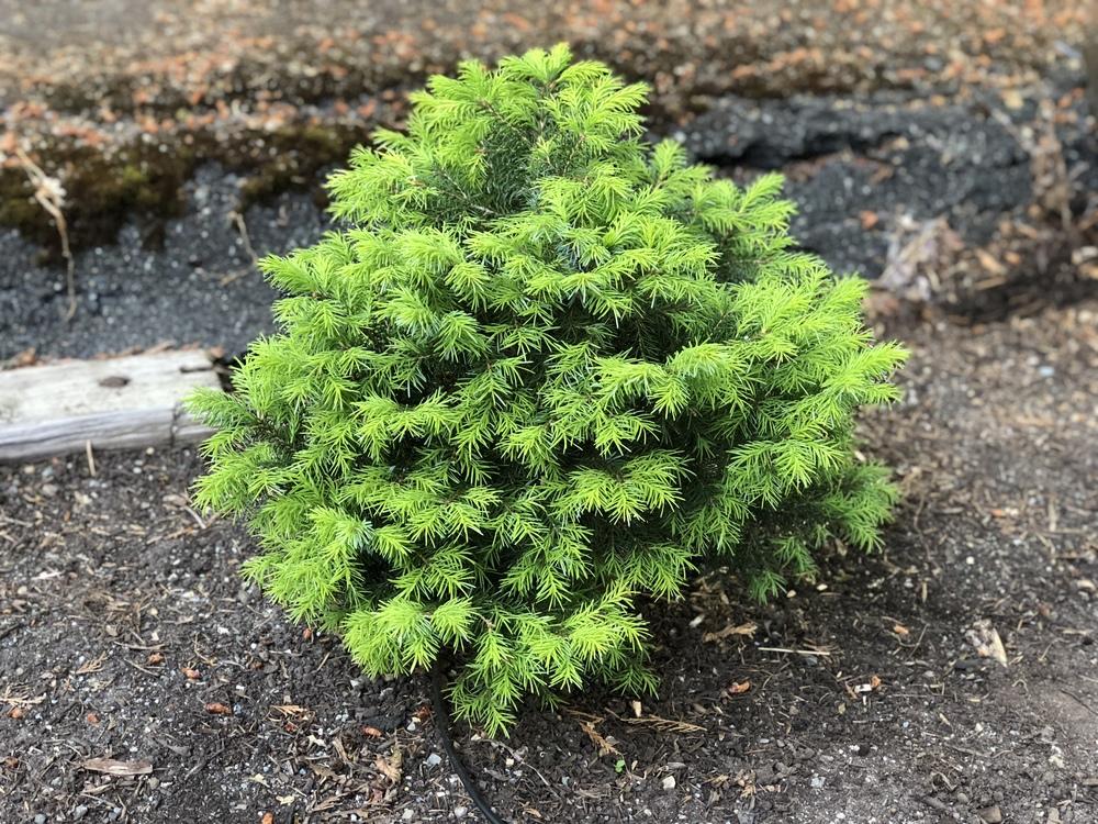 Spruces: Plant Care and Collection of Varieties - Garden.org