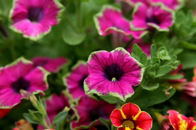 Petunias: Plant Care and Collection of Varieties - Garden.org